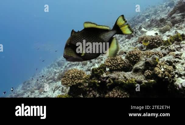 Titan Triggerfish alone in the Pacific Ocean. Underwater life with ...