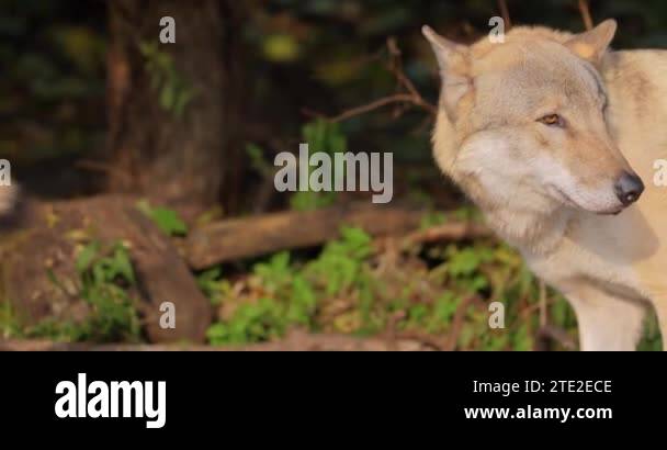 Wolf (Canis lupus), also known as the gray wolf is the largest extant ...