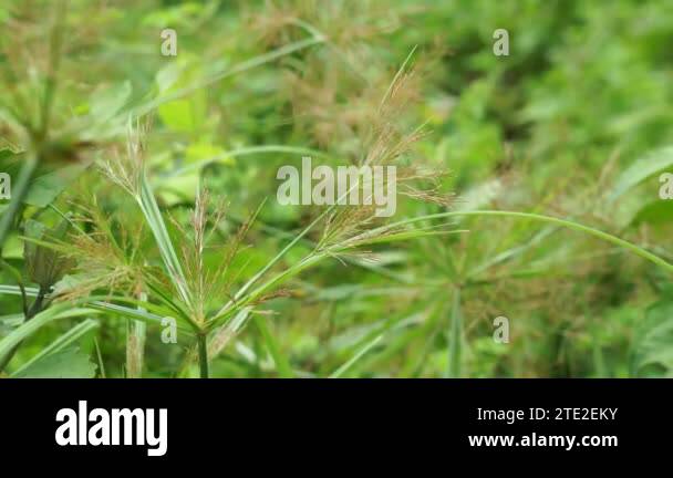 Cyperus rotundus (coco-grass, Java grass, nut grass, purple nut sedge ...