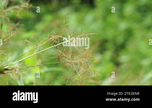 Cyperus rotundus (coco-grass, Java grass, nut grass, purple nut sedge ...