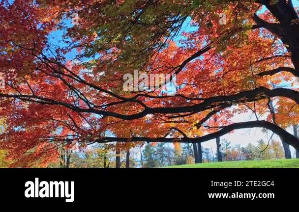 Tile and leaf Stock Videos & Footage - HD and 4K Video Clips - Alamy