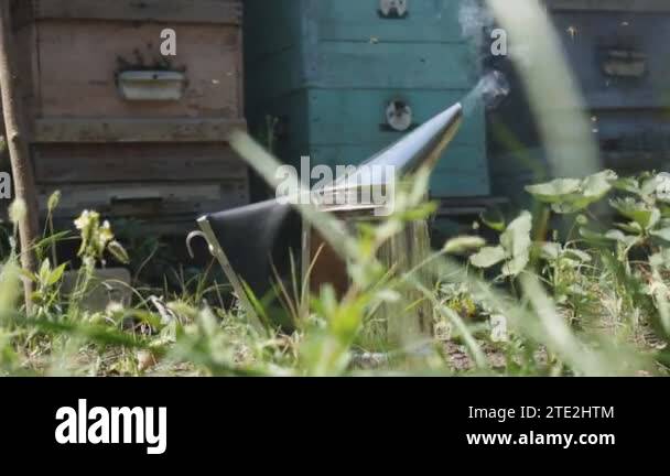 The smokers tool smokes on the honey bee hive. Smoker is a beekeeping ...