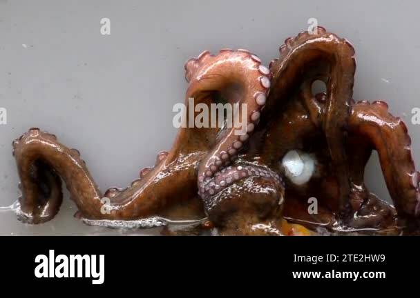 Octopus on wall in Stock Videos & Footage - HD and 4K Video Clips - Alamy