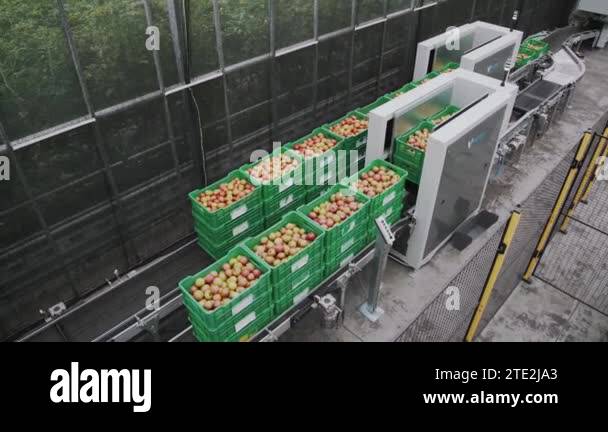 Plastic boxes for vegetables. Automated plant, conveyor line. Modern ...