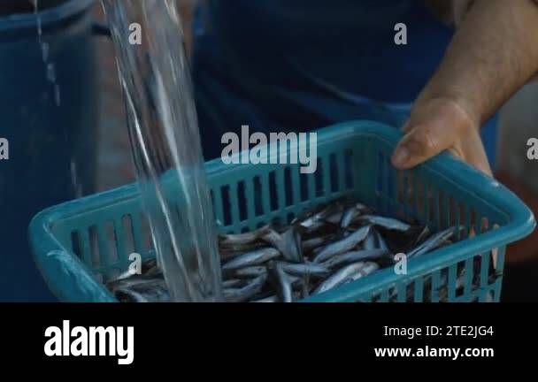 Anchovies fillet Stock Videos & Footage - HD and 4K Video Clips - Alamy