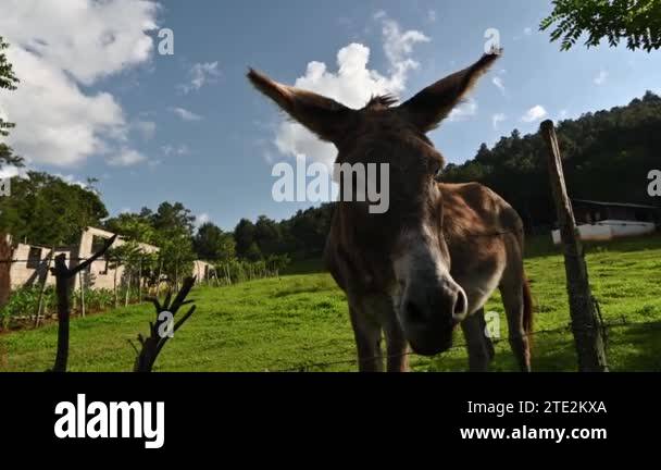 Video 4K with two donkeys on slope in farm field of green grass ...