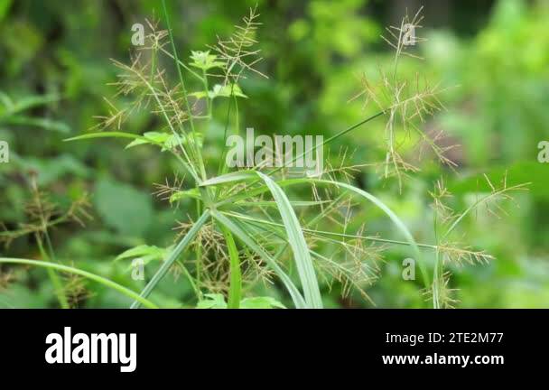 Cyperus rotundus (coco-grass, Java grass, nut grass, purple nut sedge ...
