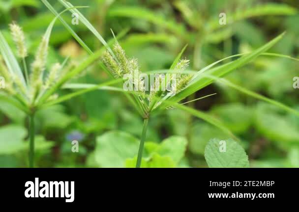 Cyperus rotundus (coco-grass, Java grass, nut grass, purple nut sedge ...