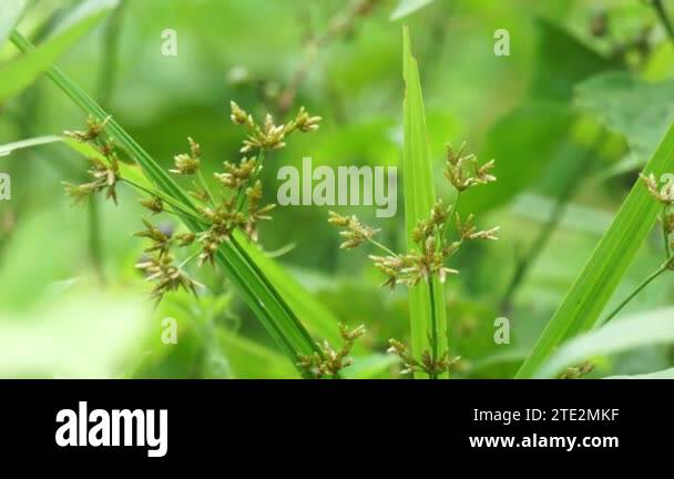 Cyperus rotundus (coco-grass, Java grass, nut grass, purple nut sedge ...