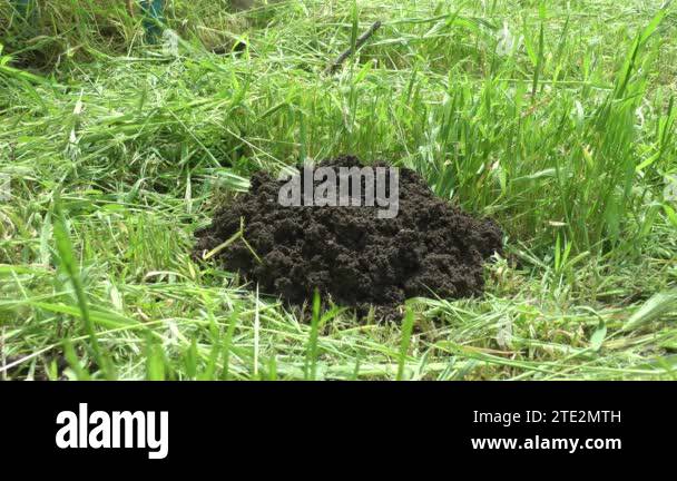 Mole digging burrow Stock Videos & Footage - HD and 4K Video Clips - Alamy