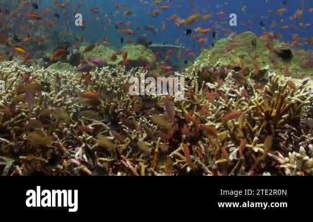 Ocean school of fish Stock Videos & Footage - HD and 4K Video Clips - Alamy