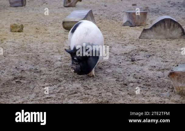 lop-nosed pig or Vietnamese crotch pig. A large boar in the pen goes to ...