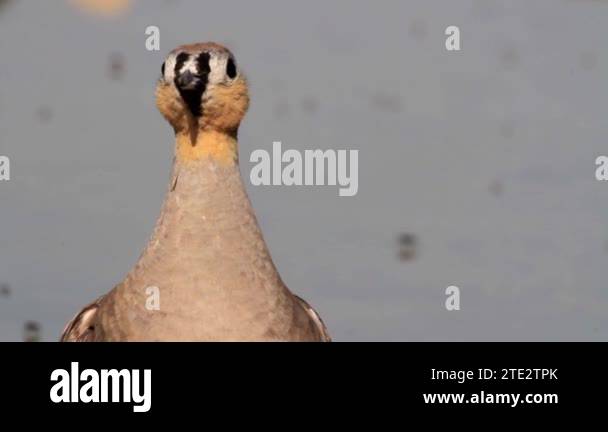Pheasant in water Stock Videos & Footage - HD and 4K Video Clips - Alamy