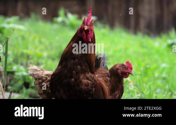 Portrait chicken rooster Stock Videos & Footage - HD and 4K Video Clips ...