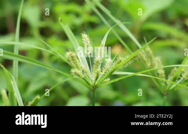 Cyperus rotundus (coco-grass, Java grass, nut grass, purple nut sedge ...