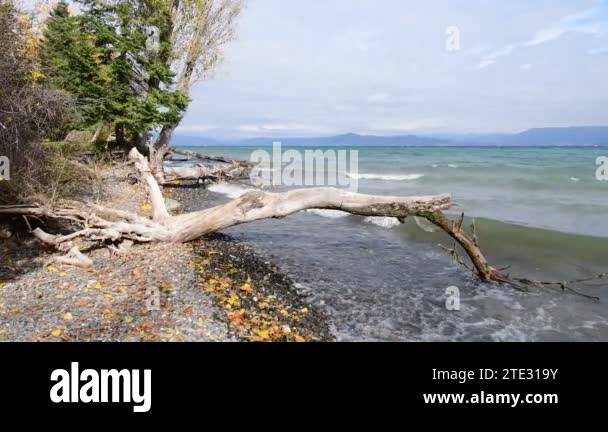 A broken tree from wind and erosion has fallen with its upper part into ...