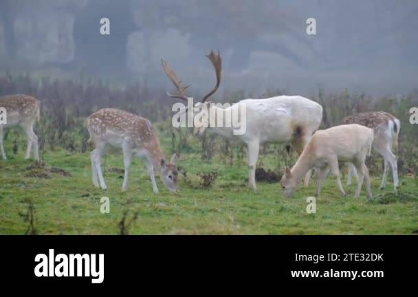 European deer species Stock Videos & Footage - HD and 4K Video Clips ...