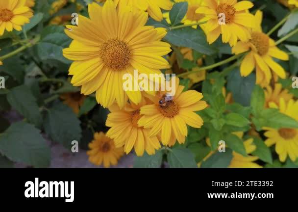 Devon flora and fauna Stock Videos & Footage - HD and 4K Video Clips ...