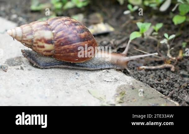 Invasive snail species Stock Videos & Footage - HD and 4K Video Clips ...