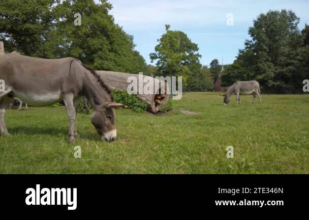Group of donkeys wandering around and grazing on a green field, at the ...
