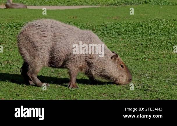 The capybara, Hydrochoerus hydrochaeris is the largest extant rodent in ...