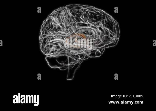 Stria terminalis Stock Videos & Footage - HD and 4K Video Clips - Alamy