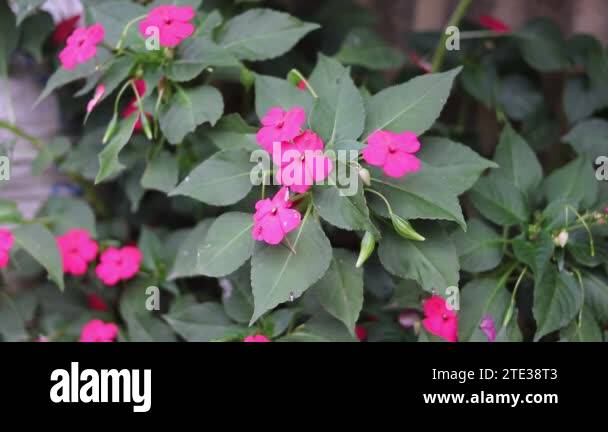 Bright pink british flower Stock Videos & Footage - HD and 4K Video ...