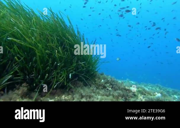 Underwater scene - Scuba diving in a posidoina seaweed field Stock ...