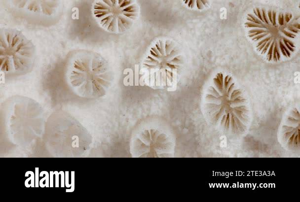 Skeleton texture Stock Videos & Footage - HD and 4K Video Clips - Alamy