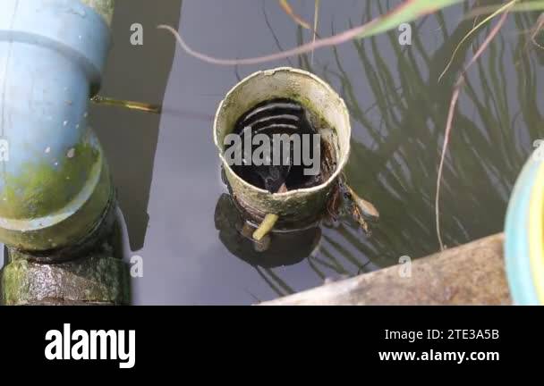 Dirty white round PVC pipe used as a drainage system on a fish pond ...