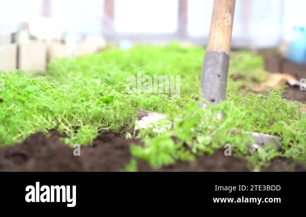 Dig up the soil with green manure plants with a shovel Stock Video ...