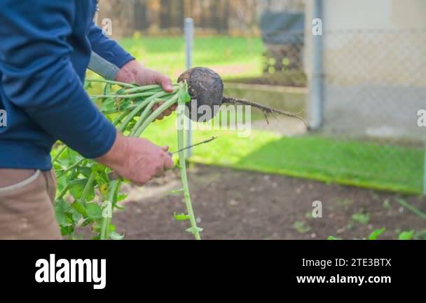 A turnip Stock Videos & Footage - HD and 4K Video Clips - Alamy
