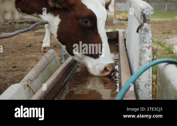 Animal drinking trough Stock Videos & Footage - HD and 4K Video Clips ...