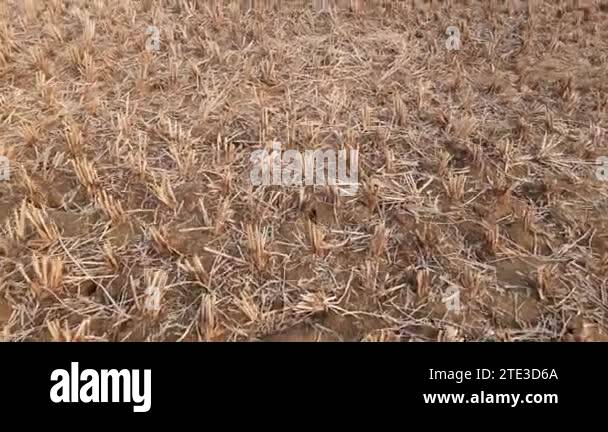 Paddy field after harvesting. Empty rice field after harvesting. Rice ...