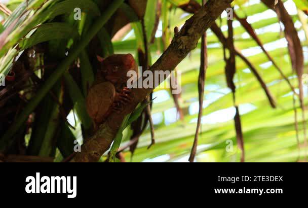 tarsier in a tree branch in Philippines. The smal animal is alone ...