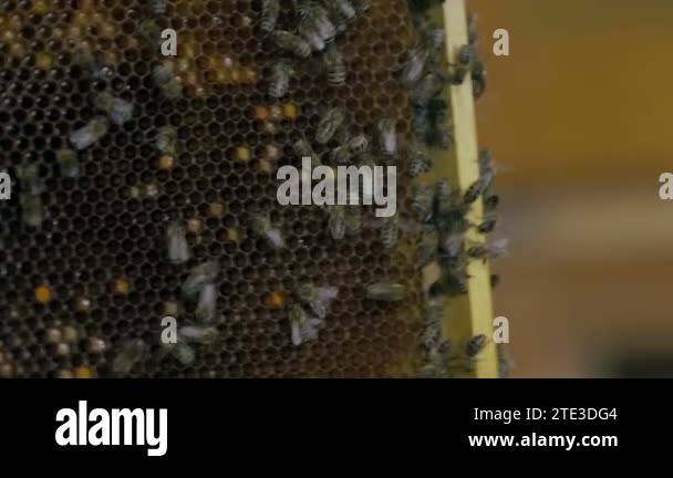 Beehive full hard working bees Stock Videos & Footage - HD and 4K Video ...