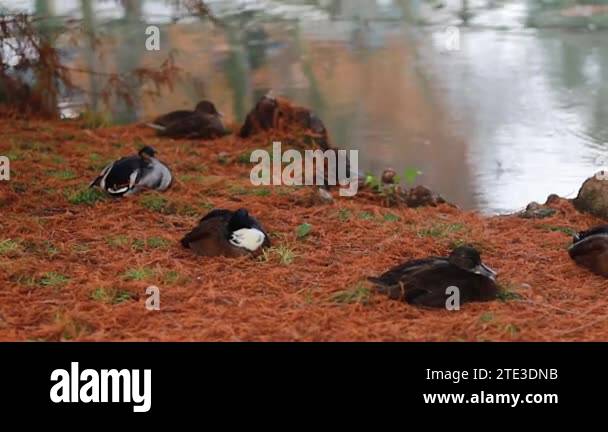 Wild duck italy Stock Videos & Footage - HD and 4K Video Clips - Alamy