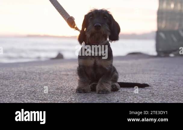 Dachshund teckel puppy dog Stock Videos & Footage - HD and 4K Video ...