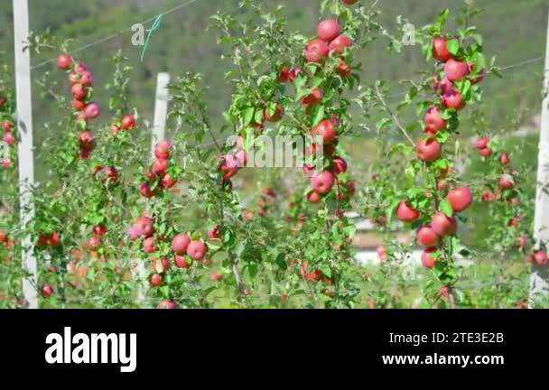 Tree branches and wires Stock Videos & Footage - HD and 4K Video Clips ...