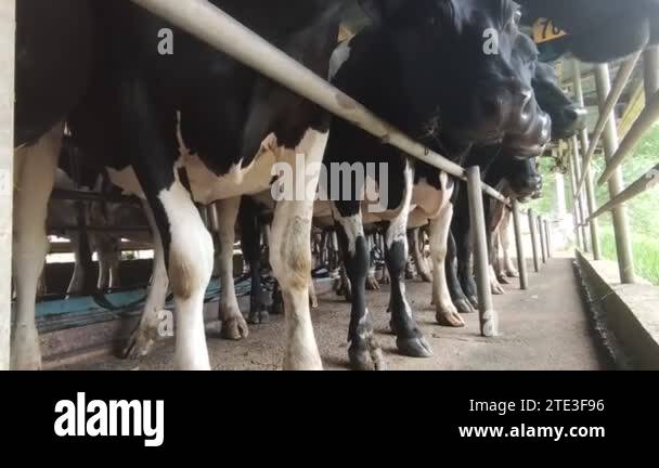 cows, calves and bulls on a milk farm, milking and feeding process, farming Stock Video Footage ...