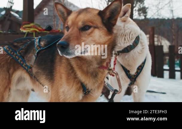 Sled and sled dogs Stock Videos & Footage - HD and 4K Video Clips - Alamy