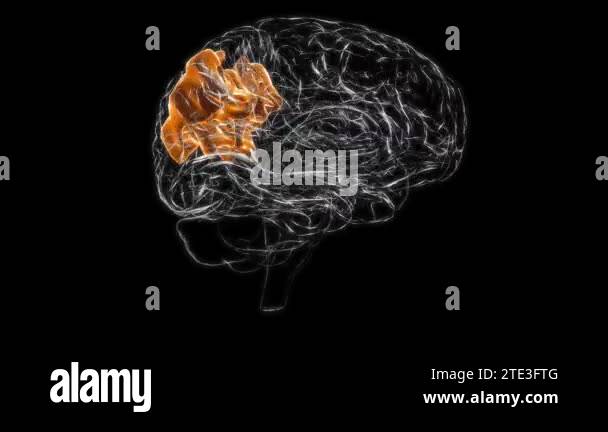 Brain superior parietal lobule anatomy Stock Videos & Footage - HD and ...