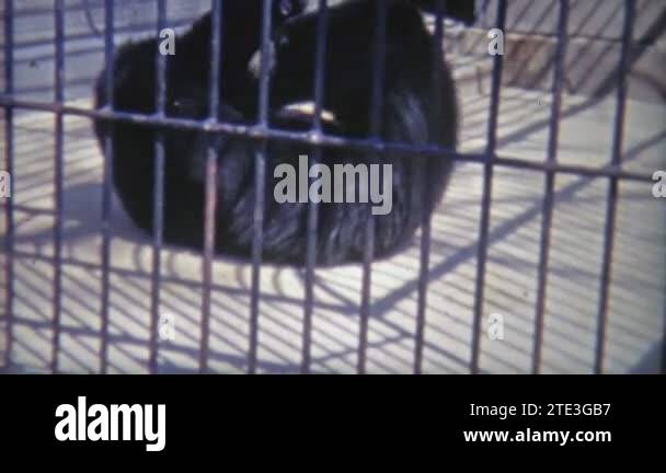 Captured bear in cage Stock Videos & Footage - HD and 4K Video Clips ...