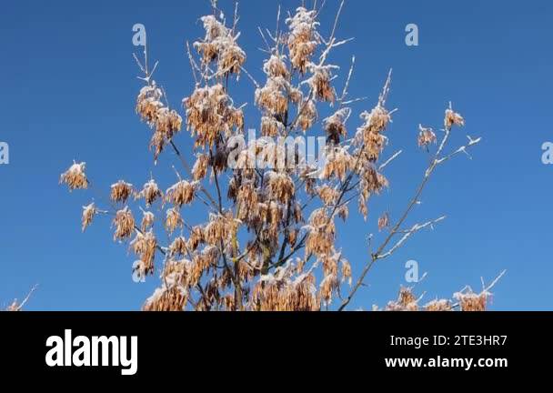 European ash in winter Stock Videos & Footage - HD and 4K Video Clips ...