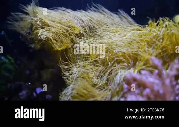 Parazoanthus gracilis colony, yellow crust sea anemone polyps ...
