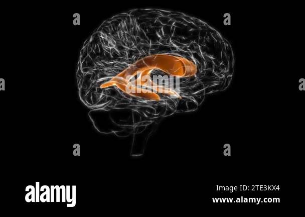 Brain lateral ventricle anatomy Stock Videos & Footage - HD and 4K ...