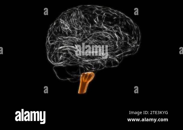Medulla oblongata midbrain Stock Videos & Footage - HD and 4K Video ...