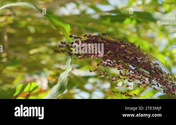 Growing proso millet in agriculture. Plant of Panicum Miliaceum ...