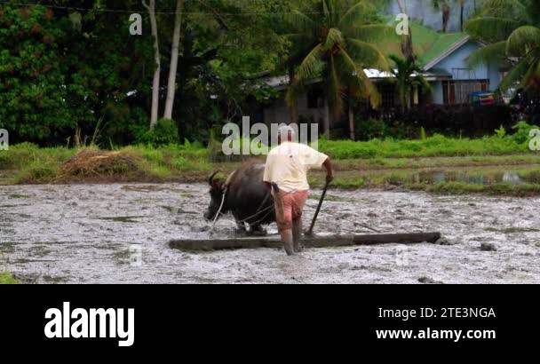 Close up of a buffle pulling a plow with a farmer in a rice field ...