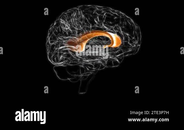 Brain corpus callosum anatomy Stock Videos & Footage - HD and 4K Video ...